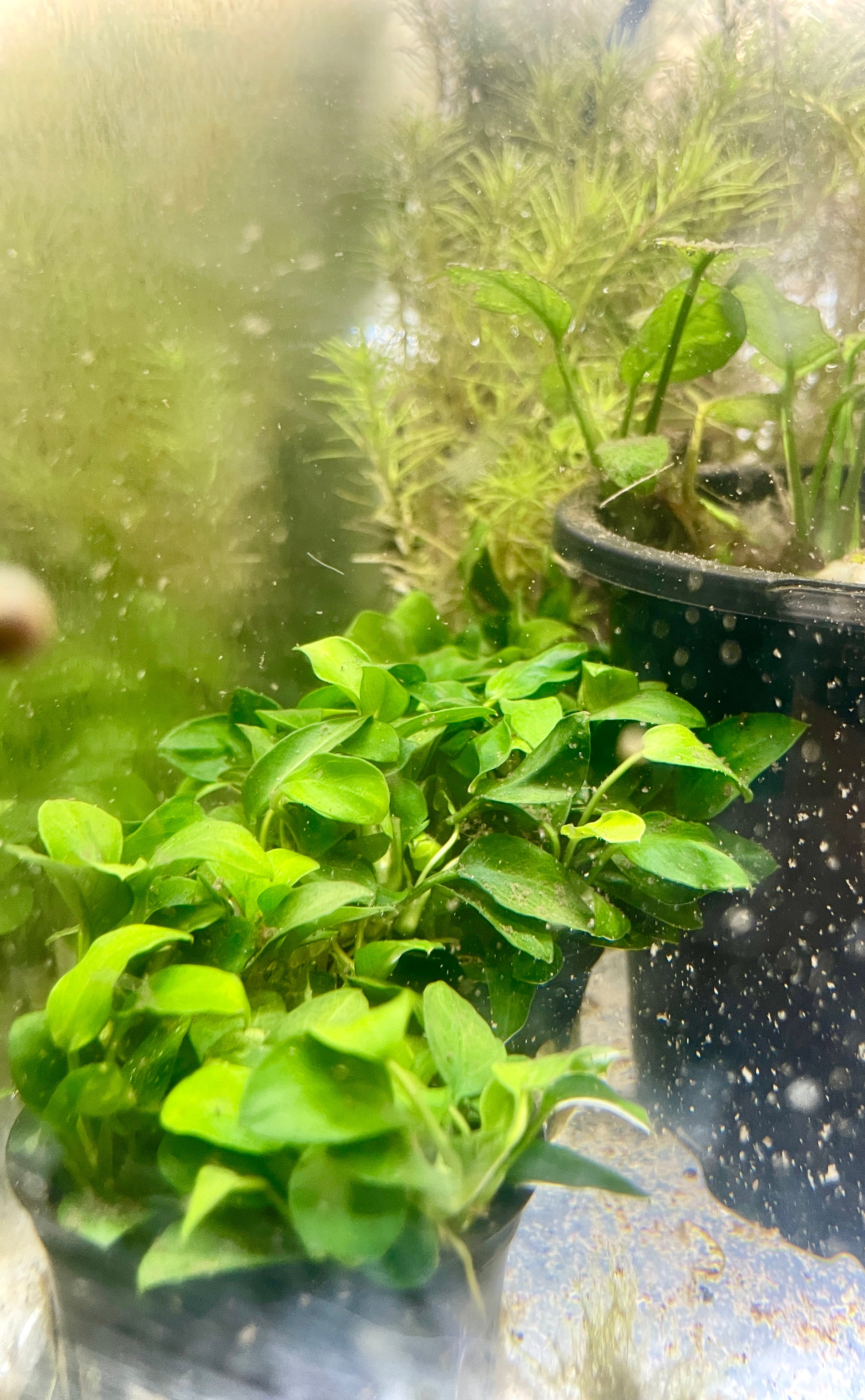 Petite Anubias Nana (Anubias barteri "Petite Nana") - EASY | Fish Happens
