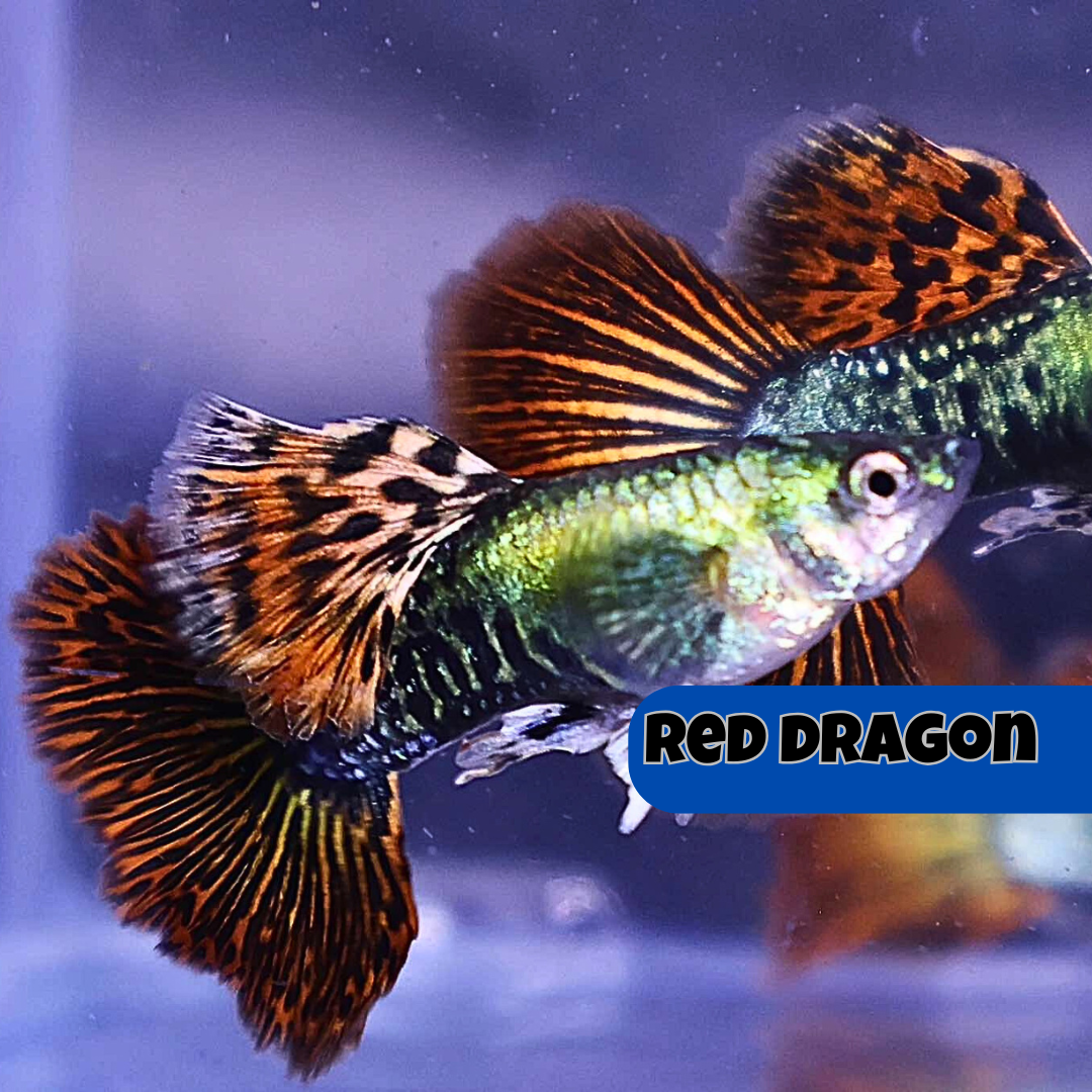 Red Dragon Guppies : Vibrant | Fish Happens