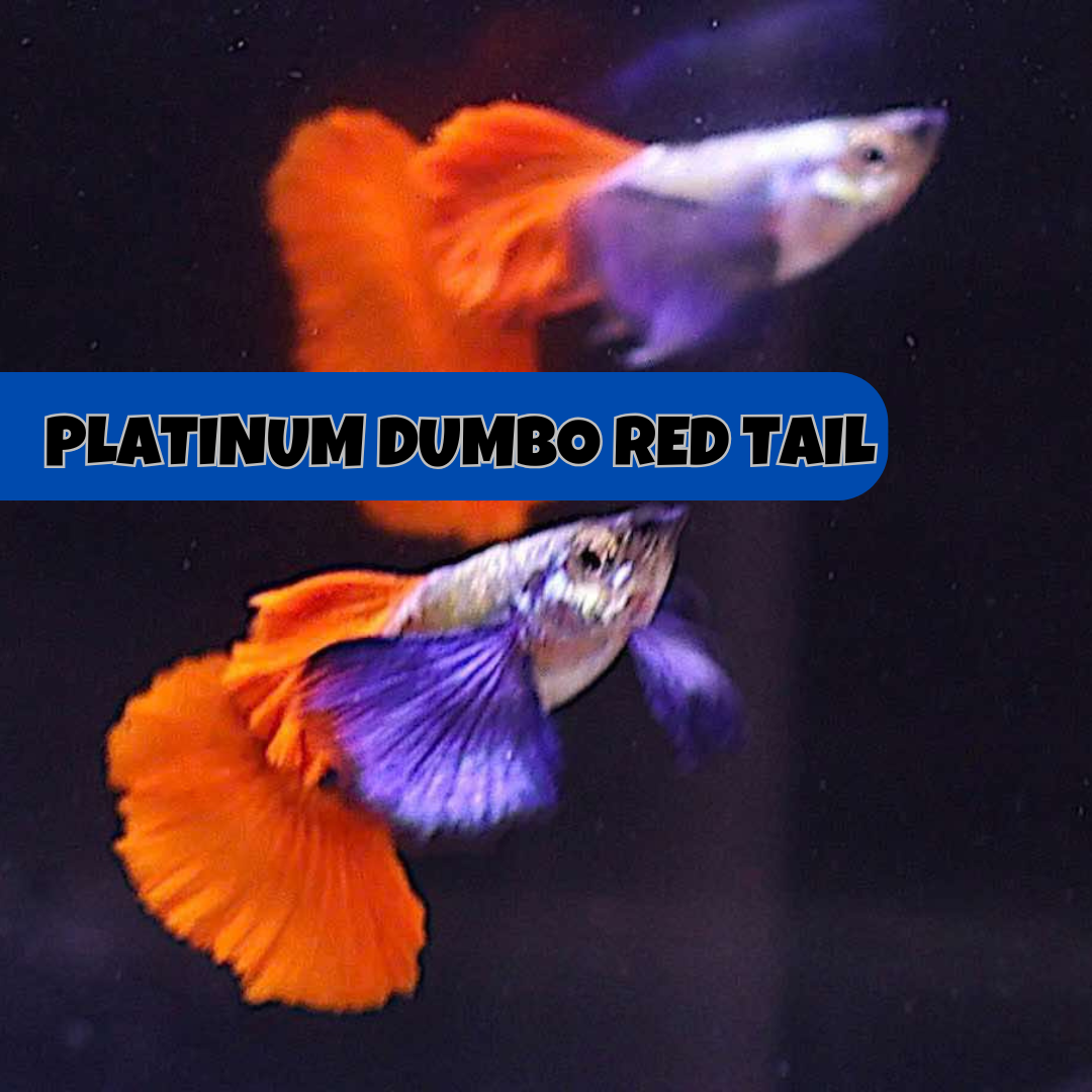 Red Dragon Guppies : Vibrant | Fish Happens