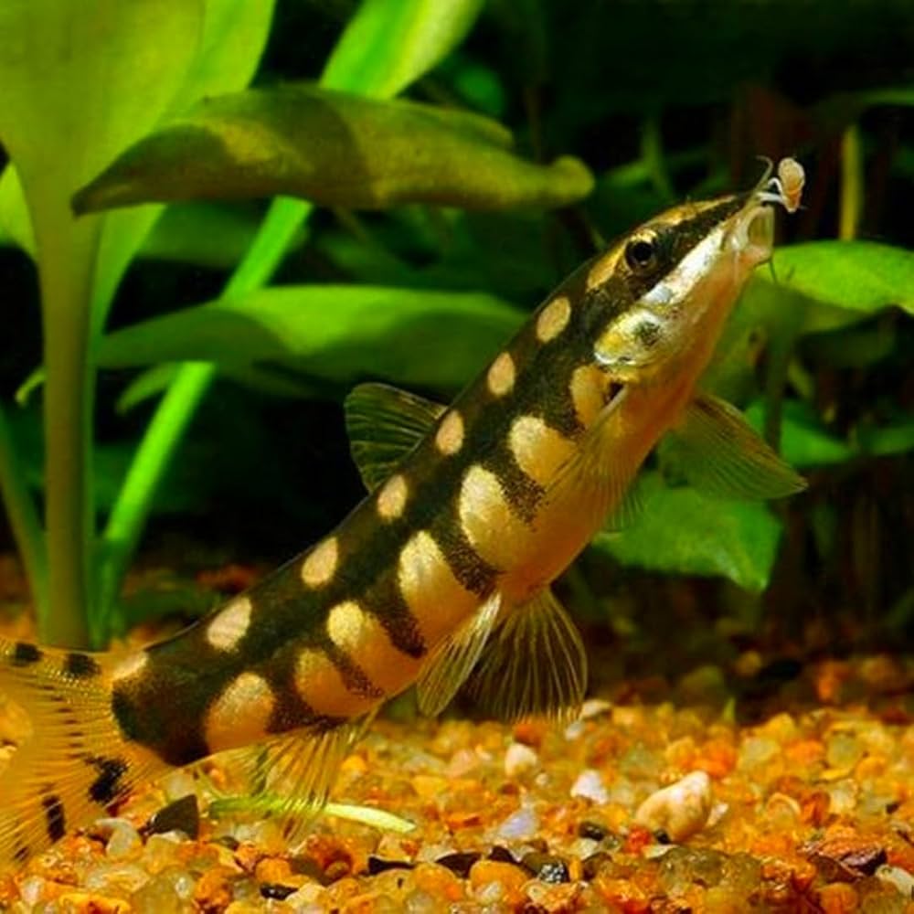 Dwarf Chain Loach | Fish Happens