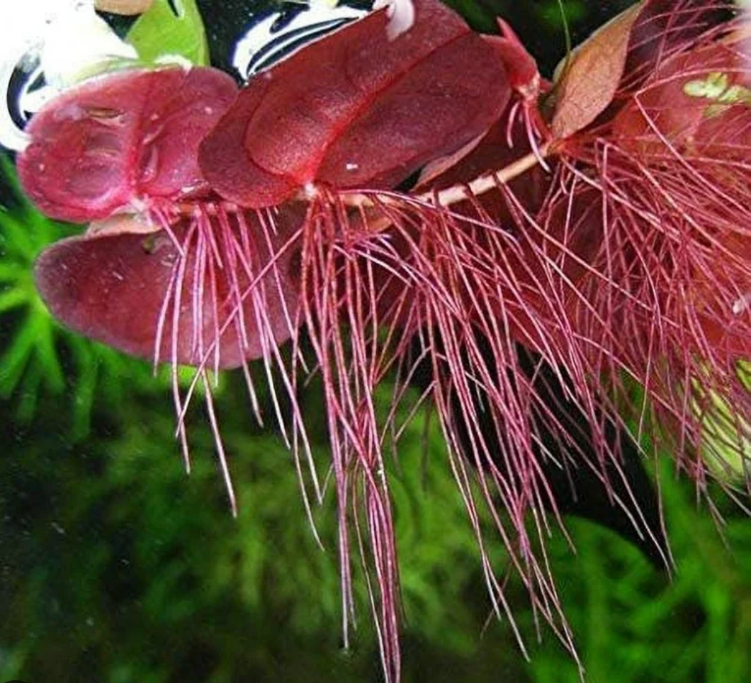 Live Tropical Fish and Plant | Fish Happens