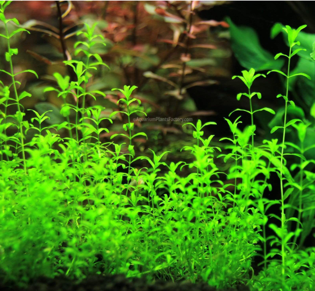 Live Tropical Fish and Plant | Fish Happens