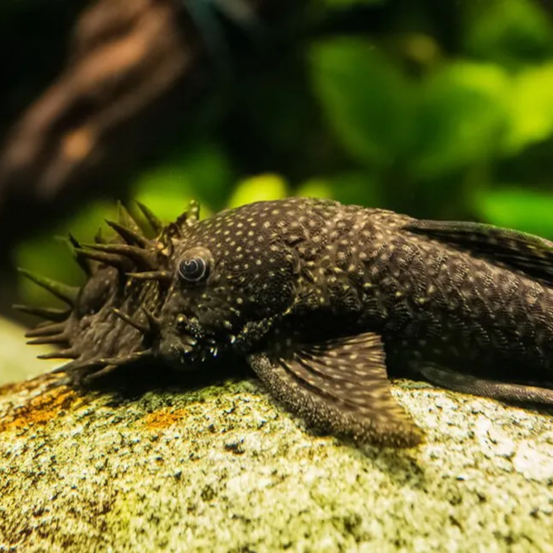 Live Tropical Fish and Plant | Fish Happens